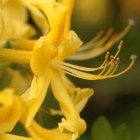 Yellow Azalea – Memory keeping and journaling for self care